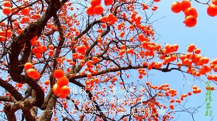 《红柿子》-高清电影-完整版在线观看